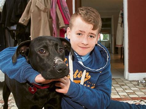 Limerick Vet Fears Dog Suffered Suspected Badger Attack Limerick Live