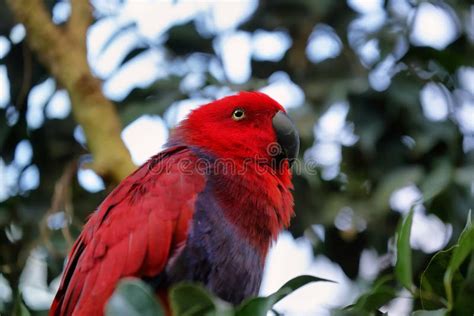 Green Parrot And Red Parroteclectus Roratus Stock Image Image Of