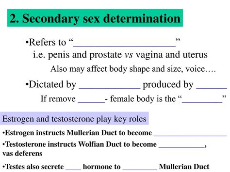 PPT Chapter Sex Determination PowerPoint Presentation Free Download ID