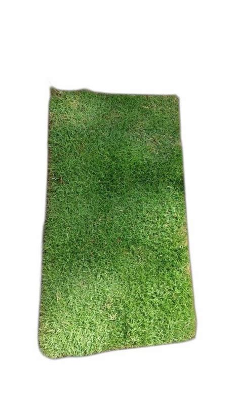 Artificial Green Korean Natural Lawn Grass At ₹ 9sq Ft In Tilthi Id 2849330265212