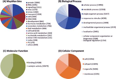 Functional Annotation Of The Transcriptome Of E Vivipara Mapman Download Scientific Diagram