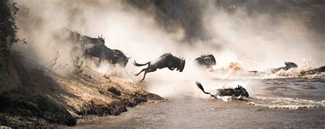 GitHub Transcend Io Wildebeest Database Migration For Sequelize