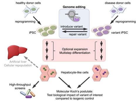 Hepatocyte Differentiation Service From IPSC Creative Bioarray Creative Bioarray