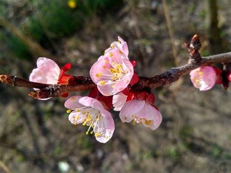 살구 꽃 봄 Pixabay의 무료 사진 Pixabay