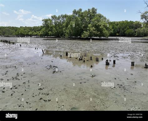 Carbon Capture Concept Natural Carbon Sinks Mangrove Trees Capture