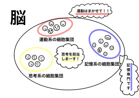 脳の構造を知って前向きポジティブ思考になるために いつも誰かのお陰様