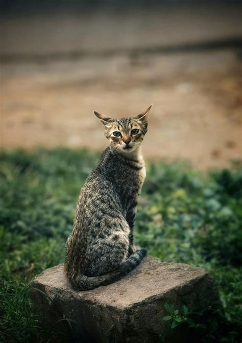 4k Cat Wallpapers Photos Download The Best Free 4k Cat Wallpapers