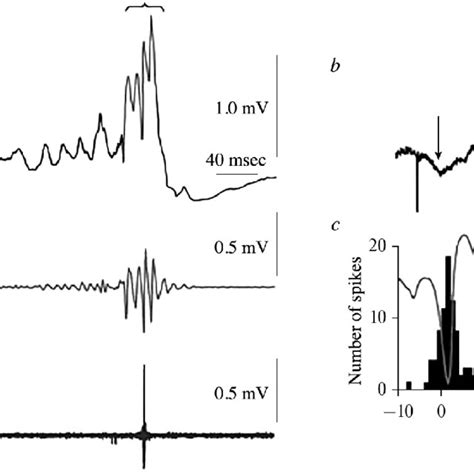 Discharges Of Identifi Ed Dentate Gyrus Granule Cells During Single