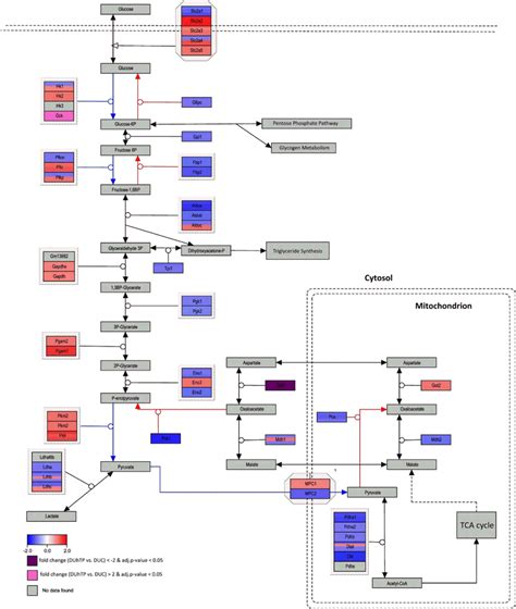 Pathway Analysis Of Microarray Results Related To Glycolysis And