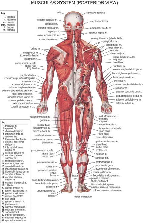 Labeled Body Muscle Diagram MedicineBTG
