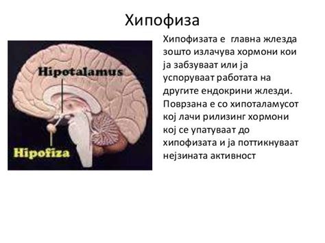 Endokrin Sistem