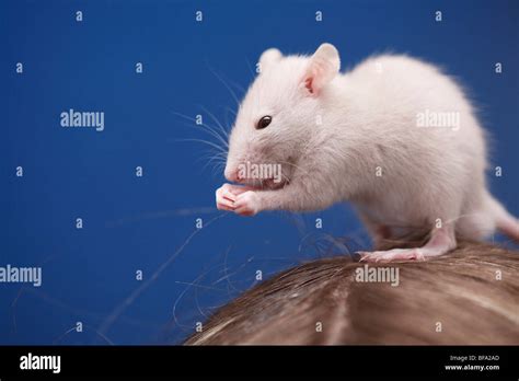 Fancy Rat Bronw Rat Rattus Norvegicus Domesticus Rattus Norvegicus