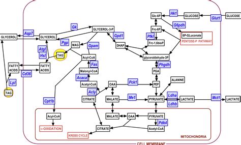 Effect Of Sex On Glucose Handling By Adipocytes Isolated From Rat