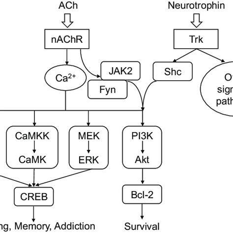 4 A Proposed Model Of Cholinergic Transmission In Cns After Release Download Scientific
