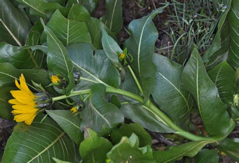 Wyethia Amplexicaulis Flora Of Eastern Washington And Adjacent Idaho