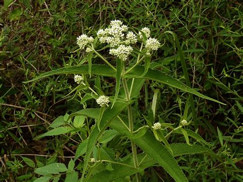 Eupatorium Perfoliatum Boneset Fsus