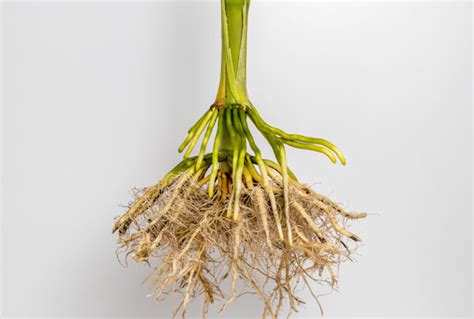 How Bacteria Boost Plant Root Hair Growth