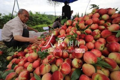 贵州铜仁桃子熟了 人民图片网