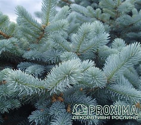 Ялина блакитна Супер Блю Сідлінг / СБС, Picea pungens Super Blue ...
