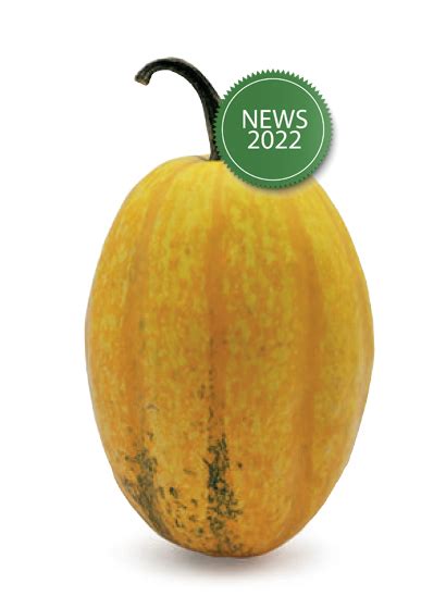 Spaghetti Squash Levantia Seed