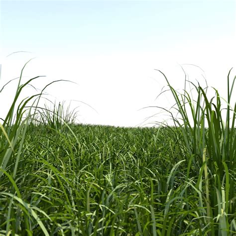 Simple Grass Model Free 3d Model Cgtrader