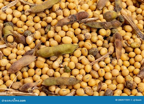 Dirty Soybeans With Green Pods And Soybean Stems Stock Image Image