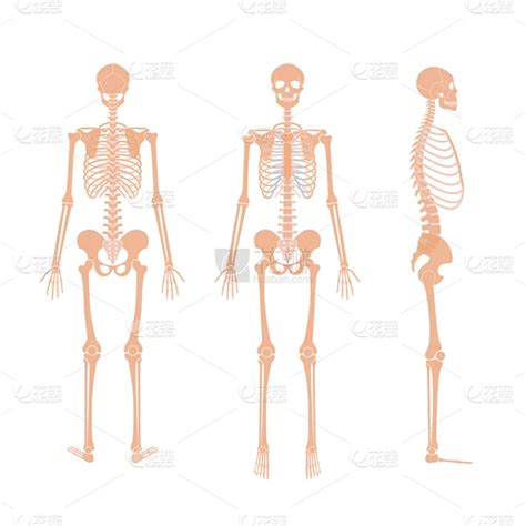 人类骨架 人 男人 病历卡 生物学 有序 健康保健 怪异 部分 背景分离素材 花瓣网