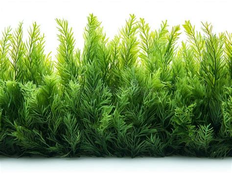 Detailed View Phyllospadix Scouleri Seagrass Showcasing Its Stiff