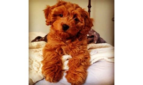 200 Cockapoo Names Find Your Favorite One Pet Guide Reviews