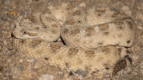 Sidewinder Snake Facts Description Diet And Pictures