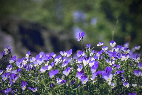 Violet Flower Meaning And Symbolism Ultimate Guide SimplyBeyondHerbs
