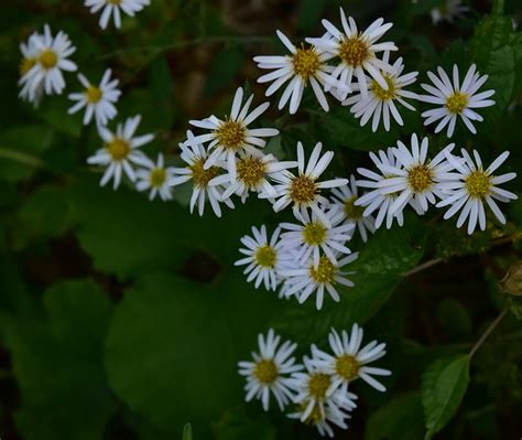 Margarita Flor Naturaleza Foto Gratis En Pixabay Pixabay