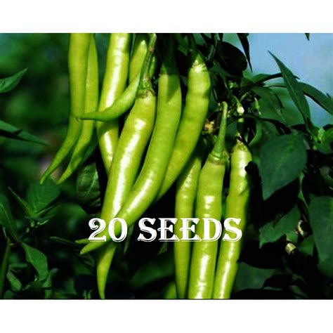 Siling Haba Green Pepper Seed P25 Per Pack Condor Vegetable
