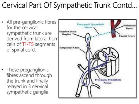 Cervical Sympathetic Trunks Anatomy Pptx