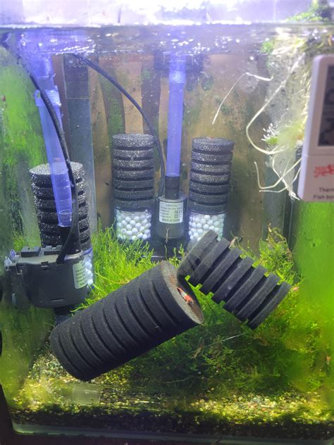 Update On Those Powerhead Sponge Filters I Got Them R Shrimptank