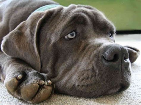 Vómitos En Los Perros Cuidados Y Precauciones