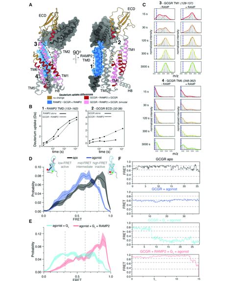 Ramp2 Effects On Gcgr Local And Global Dynamic Behavior A Alphafold