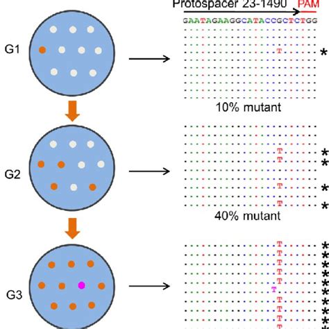 Model Of Virus Host Coevolution Schematic Of A Representative Model