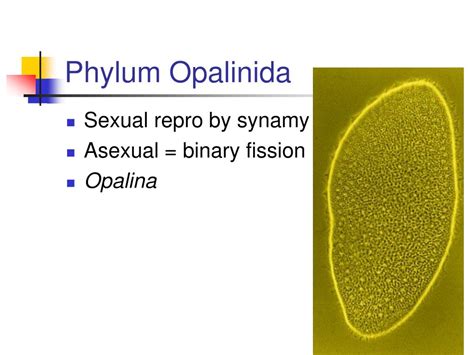 Ppt Phylum Apicomplexa Powerpoint Presentation Free Download Id