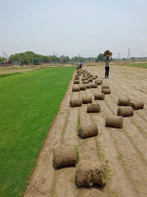 Green Natural Tiff 419 Grass For Outdoor 3 Feet At Rs 6sq Ft In
