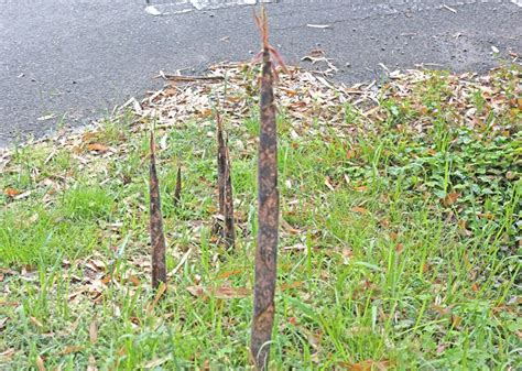 真竹筍～養生市場味噌 ヤッホー