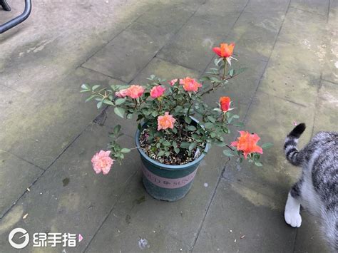 月季 比基尼 Growing Technolog Python
