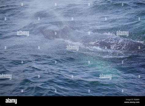 Whale Spraying Water High Resolution Stock Photography and Images - Alamy