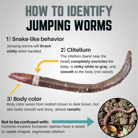 What Are Jumping Worm At Katherine Roosa Blog