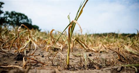 ‘wake Up Call Simultaneous Crop Failure More Likely Than Thought