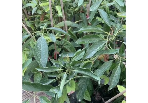 سارع بامتلاك شجرة أبو كادو هس الآن بسعر مذهل فقط 120 شيقل اعلانات عامة جنين شروات من فلسطين