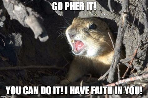 Memes For Gopher