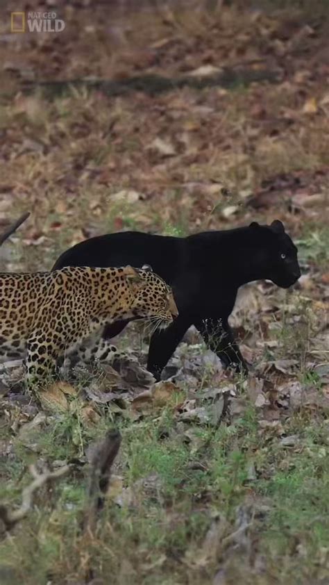 Ladbible On Twitter Rt Pubity Rare Footage Of A Leopard And Black