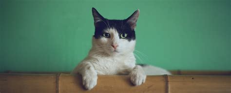 猫ってどんな動物？ふわふわな毛に秘密が！？ Flexdoor