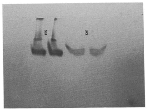 6 Phosphogluconate Dehydrogenase A Comparison Of Enzyme Activity And Download Scientific